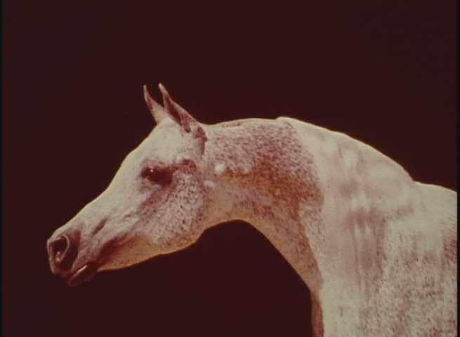 Ansata: The Key of Life (1981)