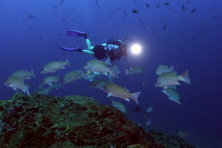 Exploring the Flower Garden: The National Reef of Texas (2019)