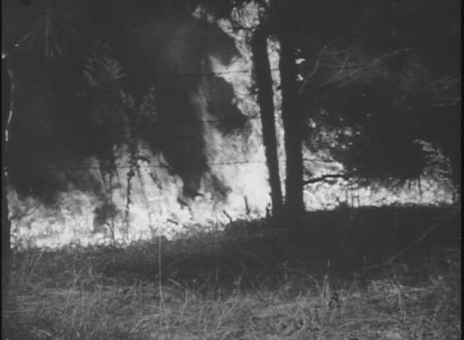 Code Red - Texas Forest Service Collection