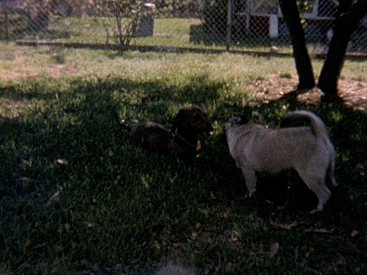 Three Dogs and a Rabbit - Mike Gilbert Collection