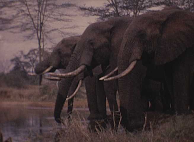 African Safari - Sharon Wilkinson Collection