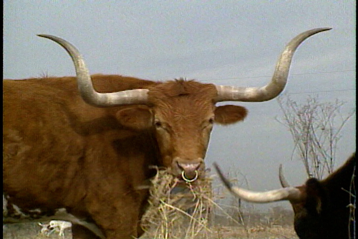 LH7 Ranch (1993) - KPRC-TV Collection