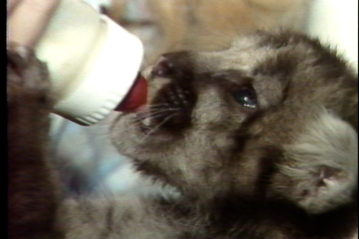 Barnes Exotic Animal Farm (1981) - The Tyrrell Historical Library ...