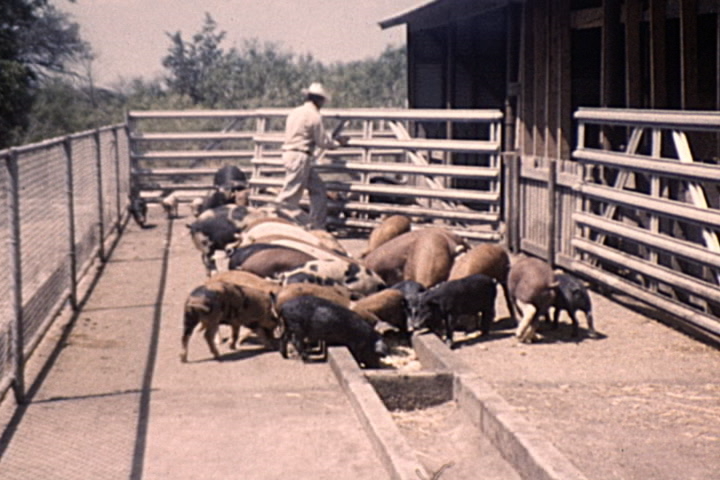 Pigs at the Trough - R. Niles Graham Collection