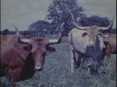 Longhorns at LH7 Ranch (1961) - Marks Family Films