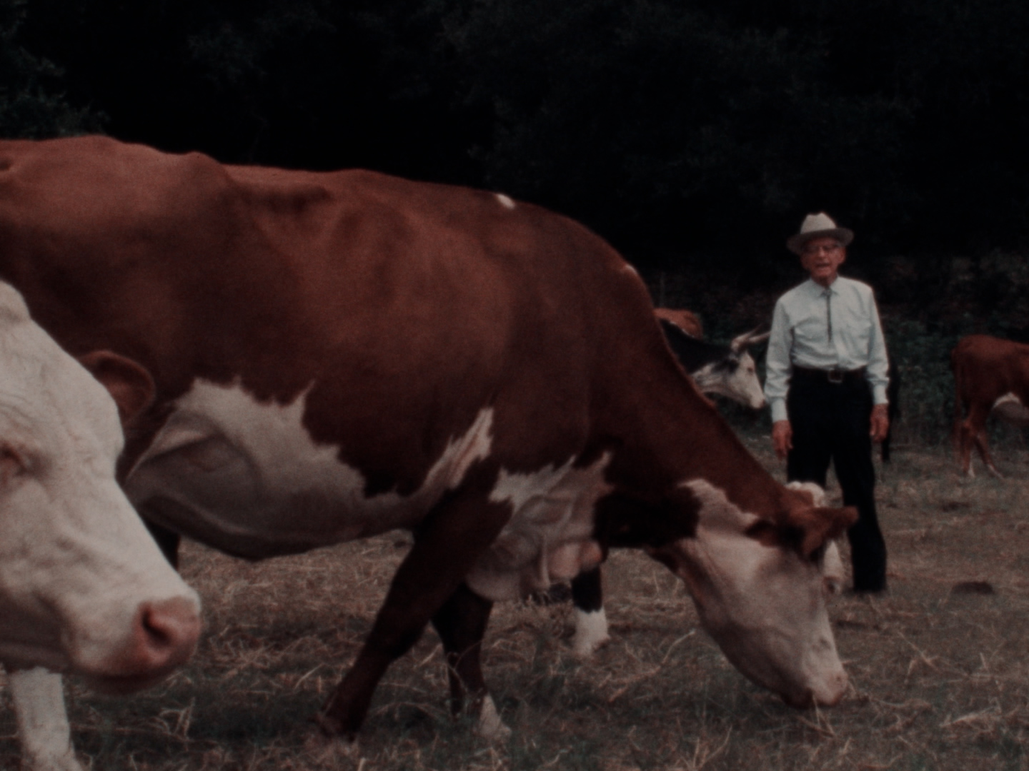 Maverick Cattle - Paul Schaefer Collection