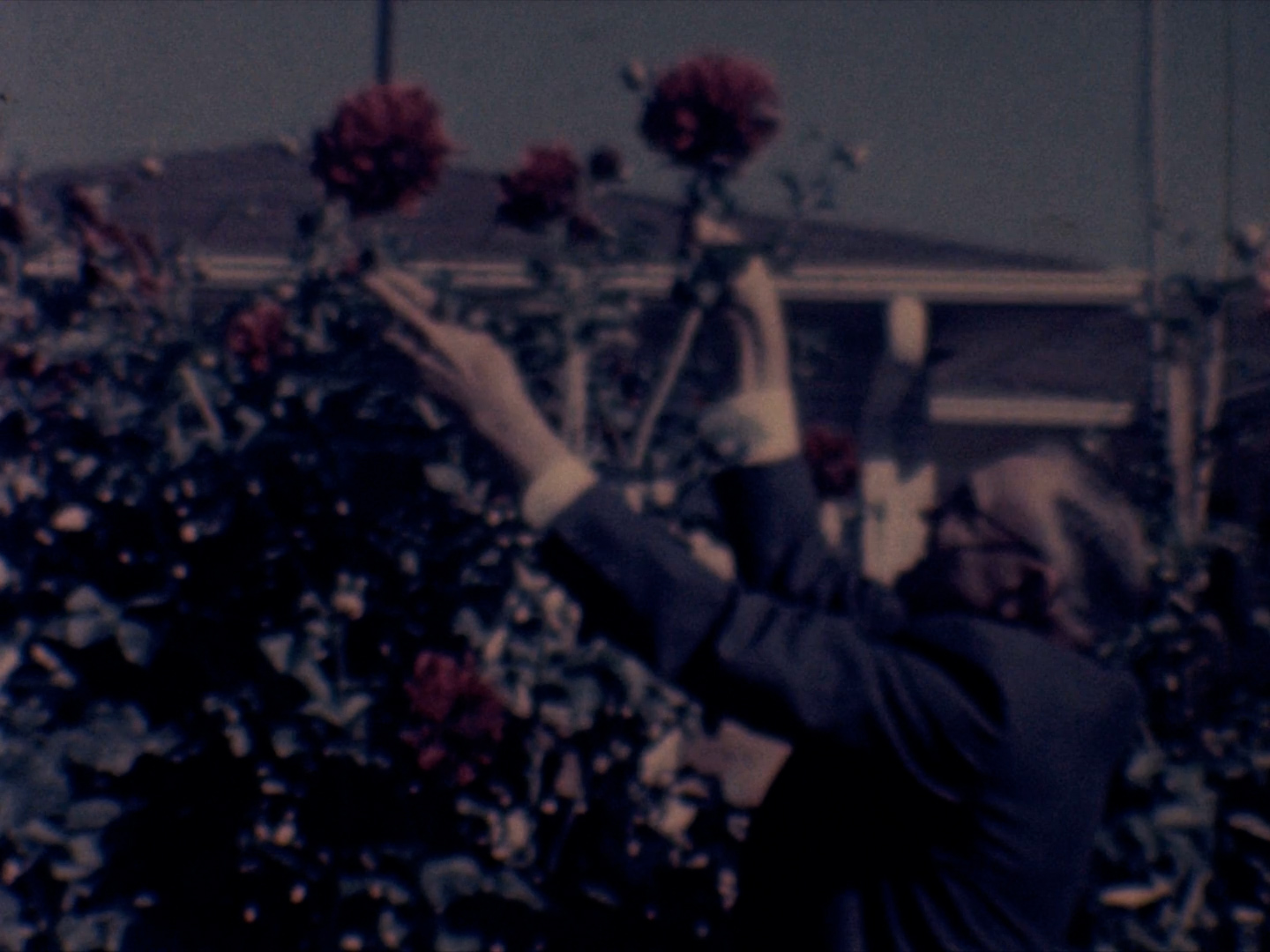 Flowers from Mrs. Ella Jenkins (1958) - Dragoo Collection