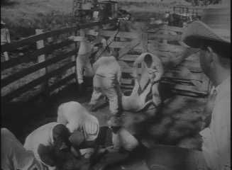 Inmates Assist Cowboys at the Ramsey Unit