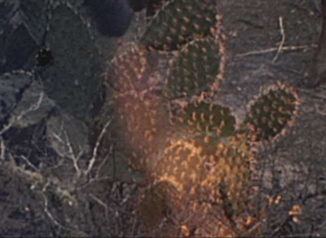 South Texas Museum - Pear Burning (1960)