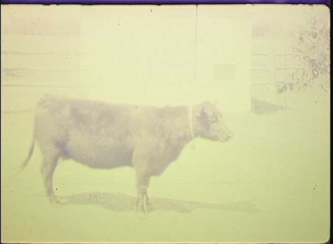 The Dr. Henry Withers, M.D. and Frances Withers Family and Friends ...