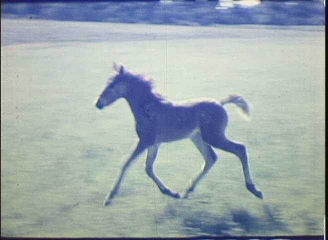 The Dr. Henry Withers, M.D. and Frances Withers Family and Friends ...